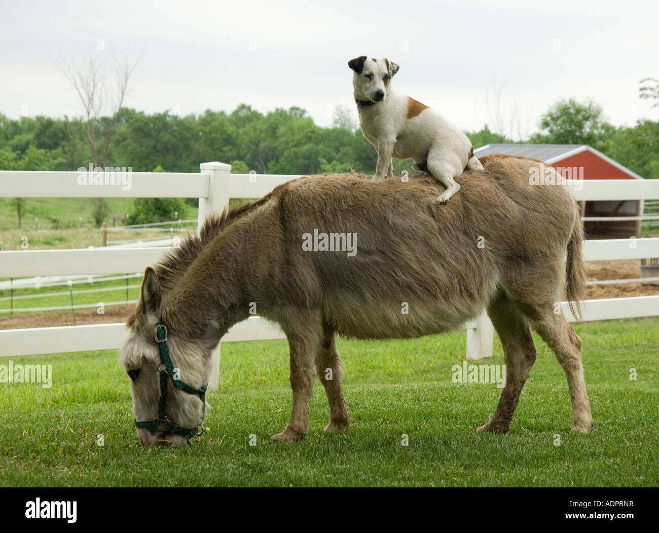 Jack Russel Terrior dog riding on the back of a donkey Stock Photo - Alamy