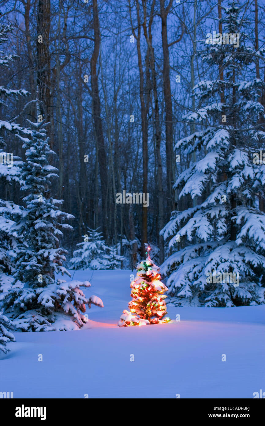 Illuminated Christmas tree in a forest Stock Photo - Alamy