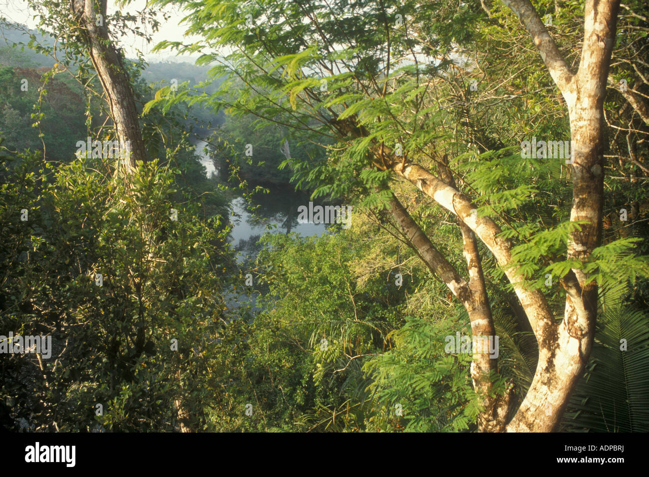 San Ignacio Belize The rain forest above the Macal River during the dry ...