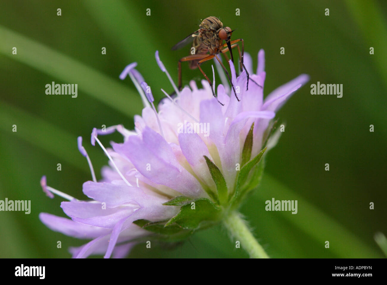 On widow flower hi-res stock photography and images - Alamy