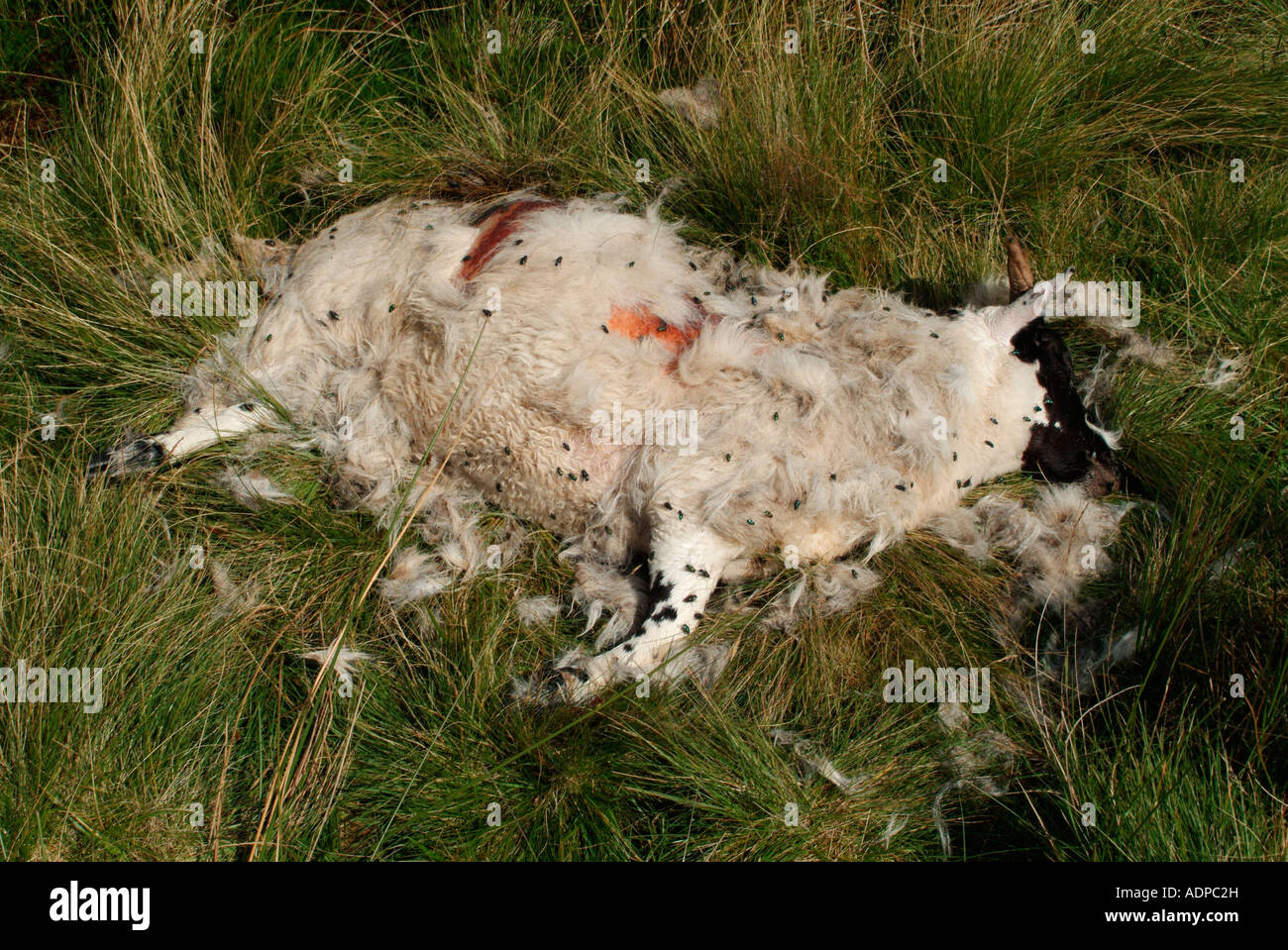 Fly blown sheep hi-res stock photography and images - Alamy