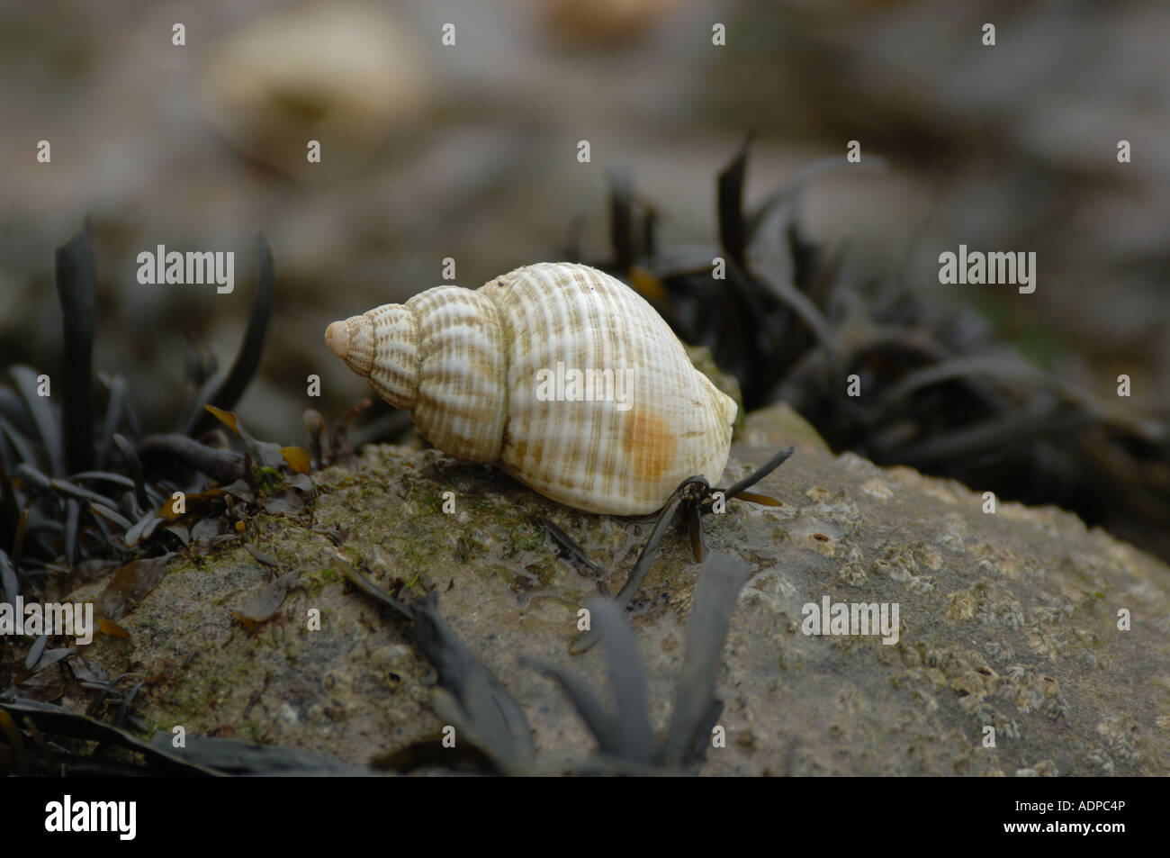 Shell and seaweed on a rock at low tide Stock Photo - Alamy
