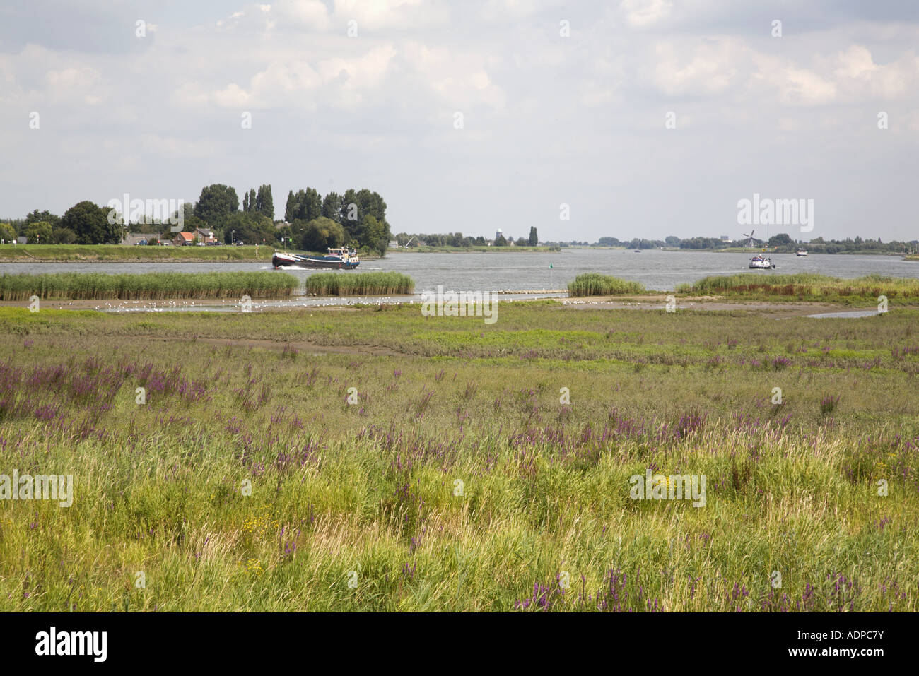 Nature restoration on the banks of the river Lek, South-Holland ...
