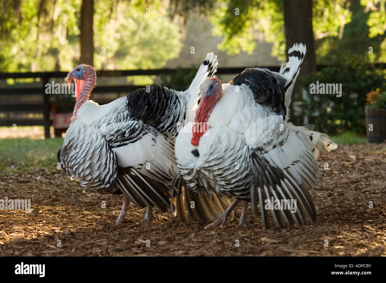 Royal Palm Turkey males Stock Photo - Alamy