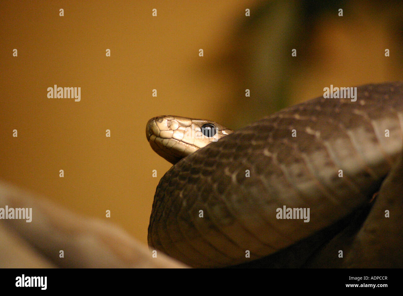 Black Mamba Stock Photos & Black Mamba Stock Images - Alamy