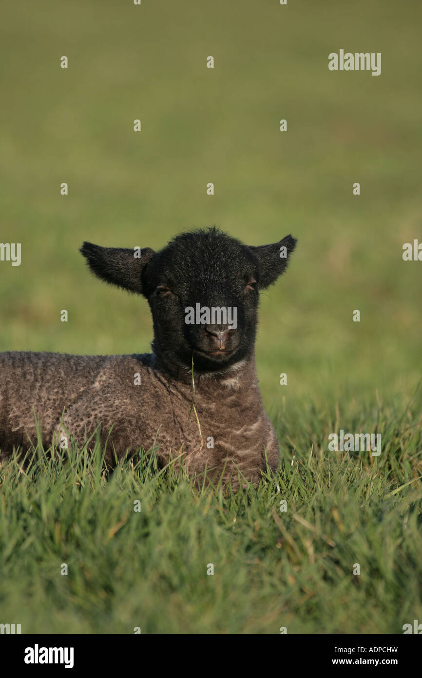 New born black lamb sitting in grass field Stock Photo - Alamy