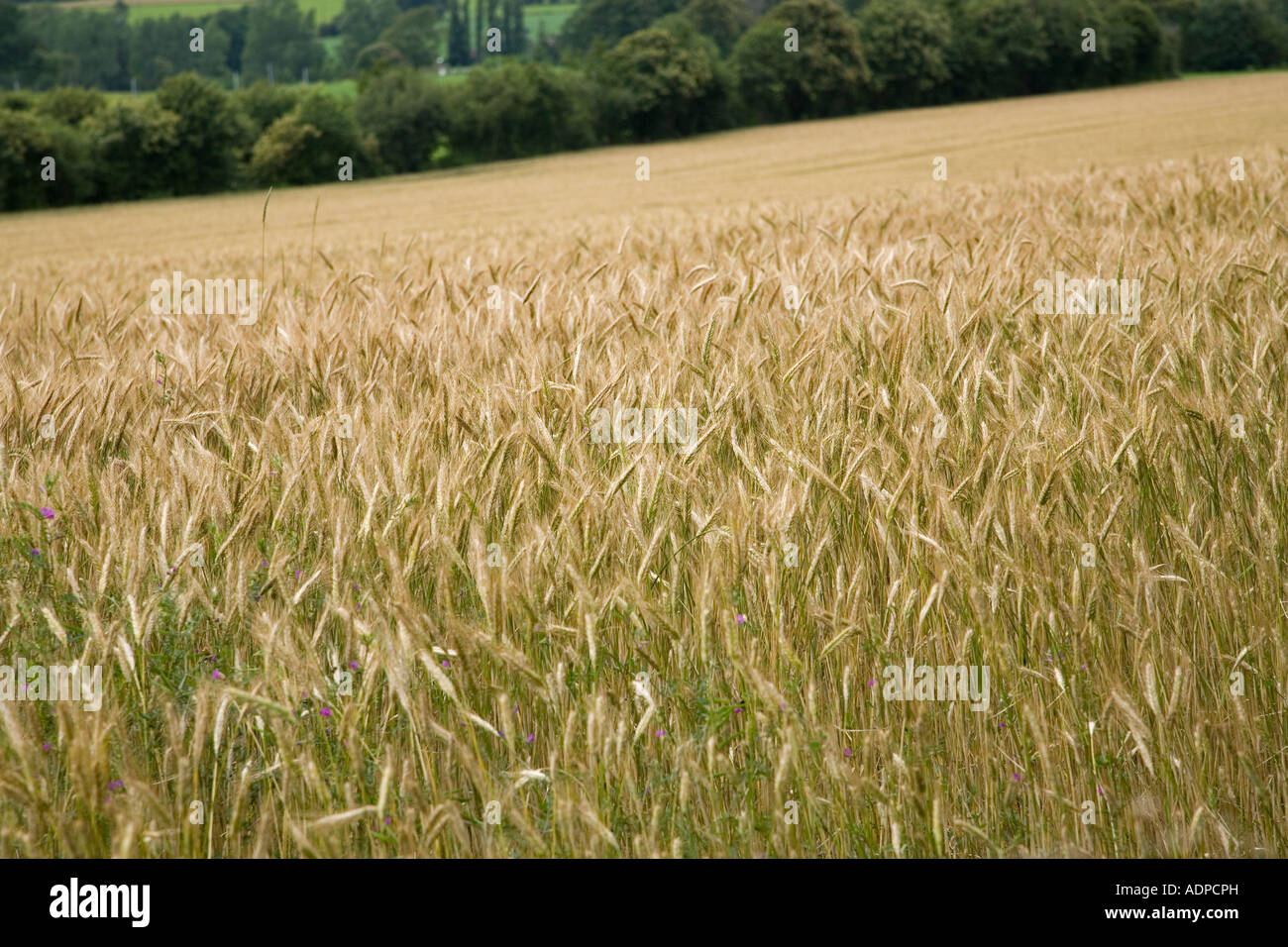 Field of ripe golden barley ready for harvesting with open landscape ...