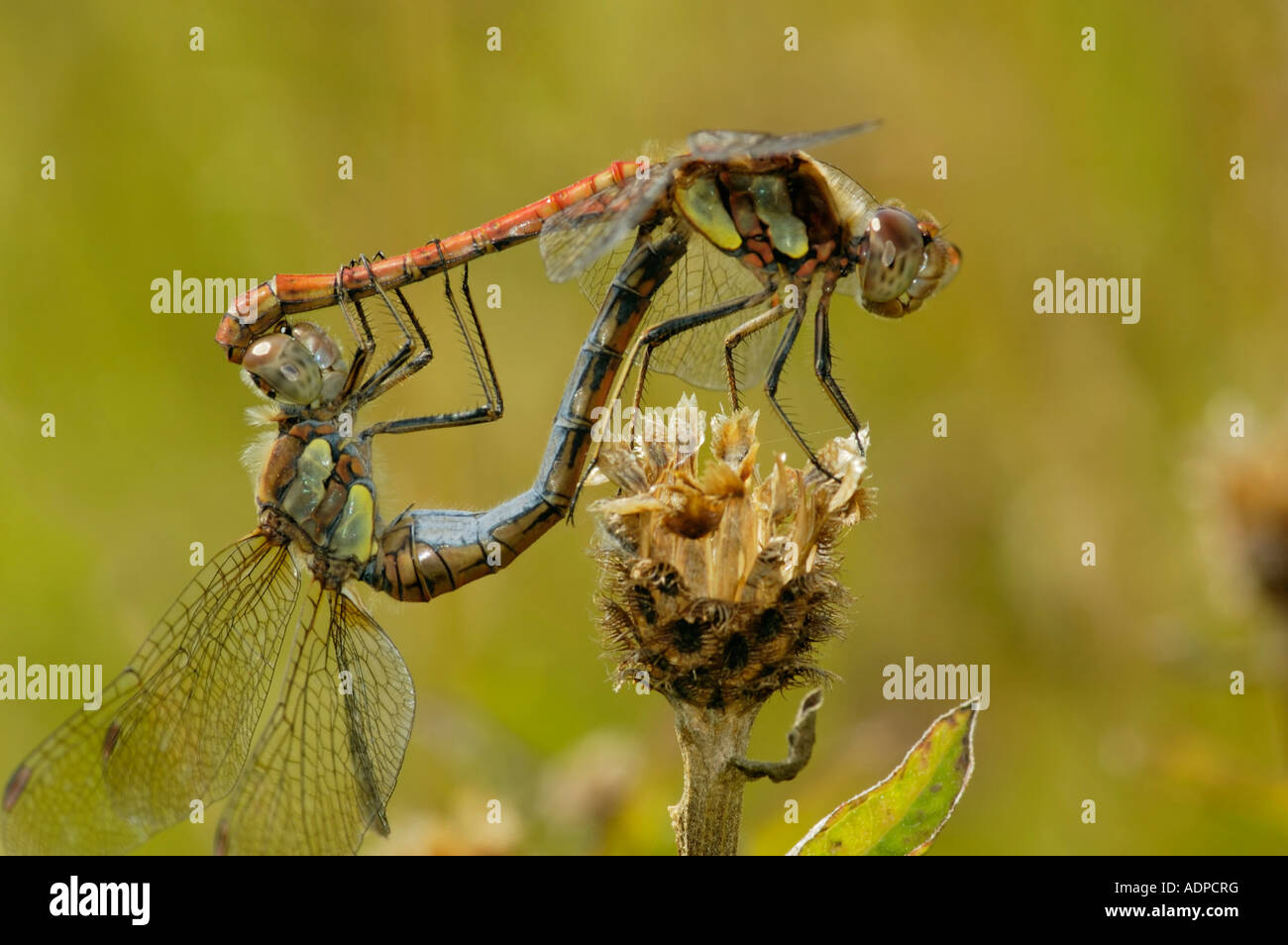 Common Darter Sympetrum striolatum pair mating Stock Photo - Alamy