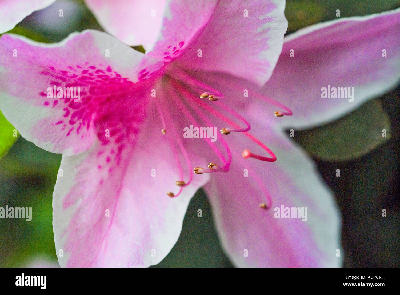 Close up of pink Stargazer lily flower Stock Photo - Alamy