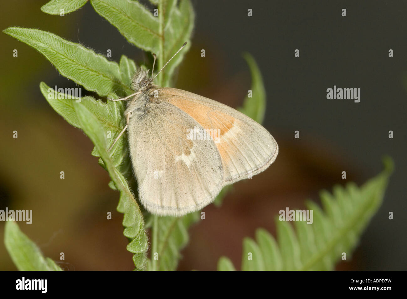 Common Ringlet Coenonympha tullia Aitkin Aitkin County Minnesota United ...