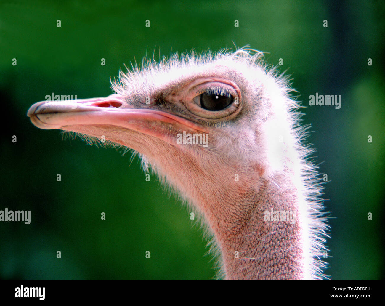 Ostrich Struthio camelus Head Stock Photo - Alamy