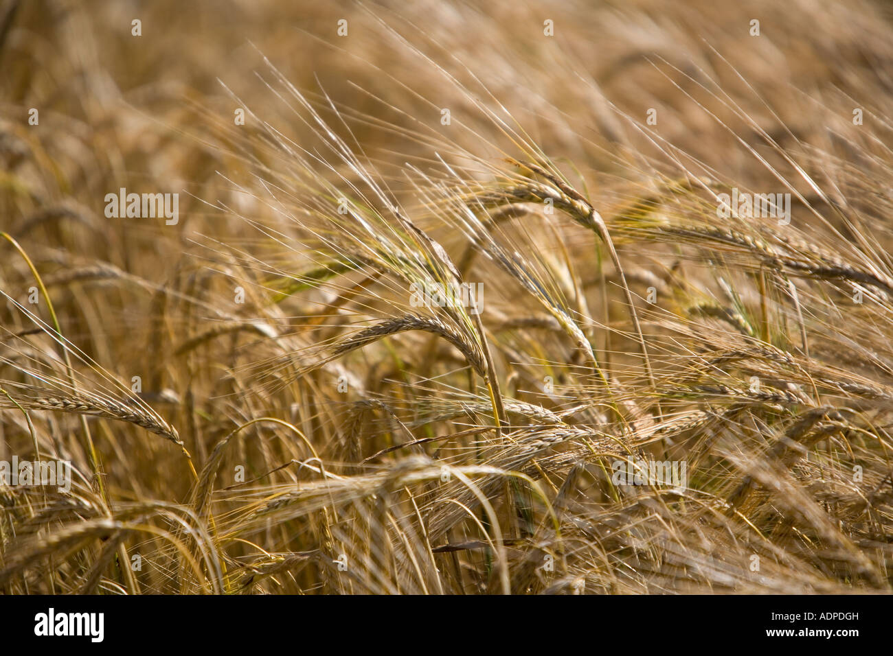 Closeup view of golden ripe barley ready for harvesting Stock Photo - Alamy