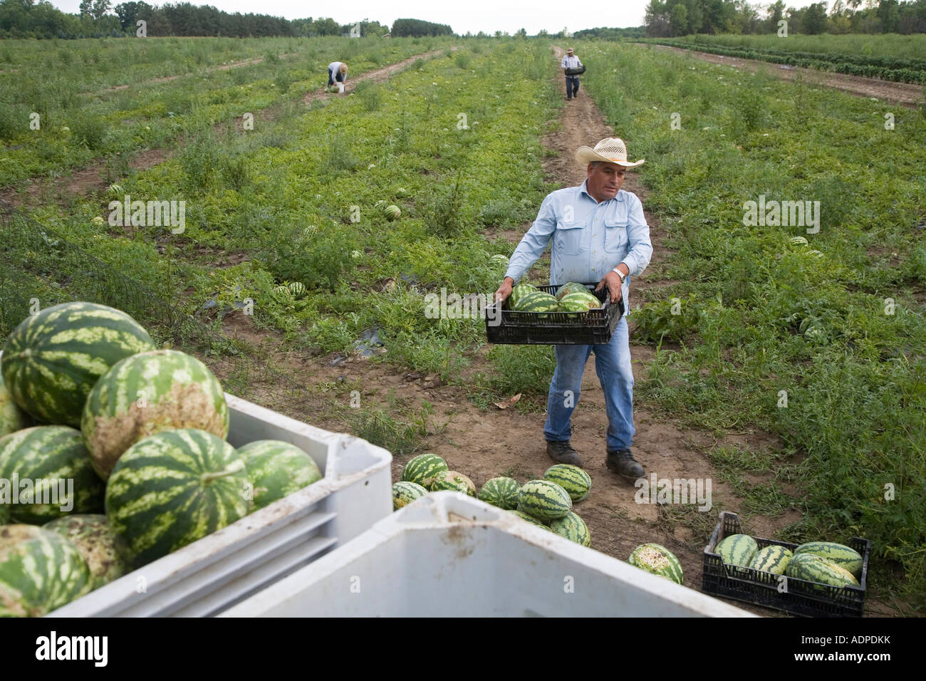 Latino farm worker family hi-res stock photography and images - Alamy