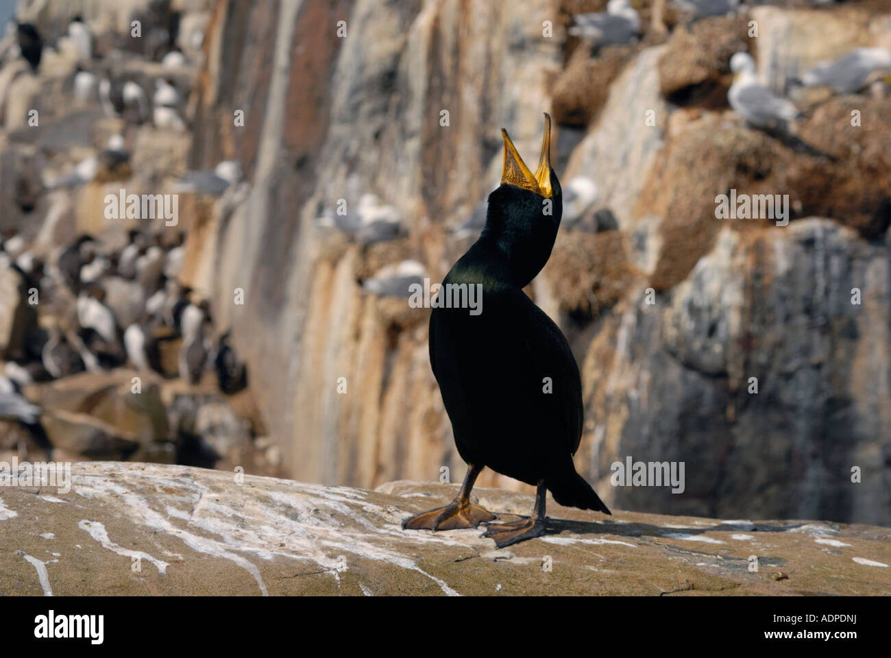 Shag bird hi-res stock photography and images - Alamy