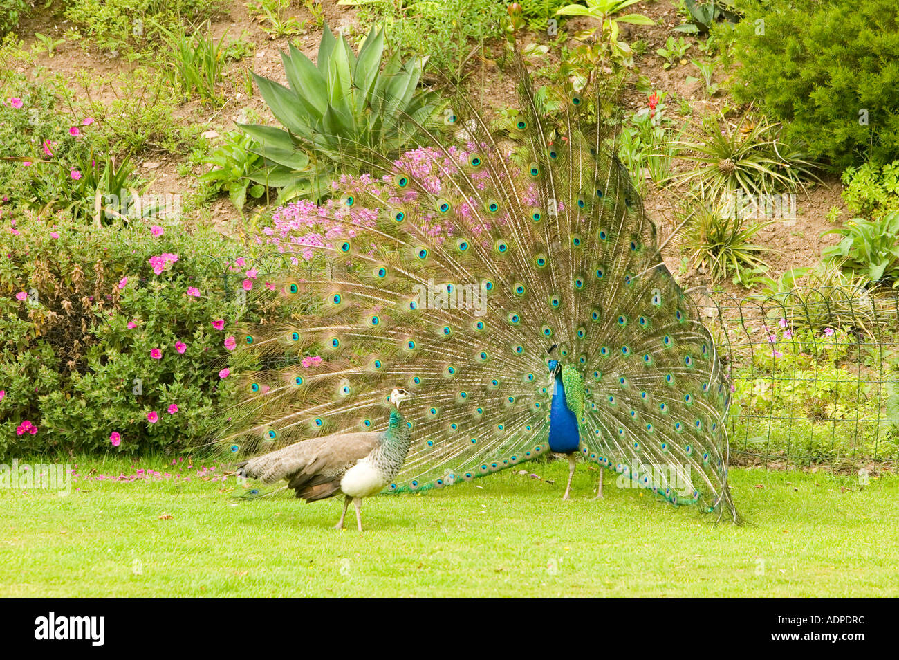 Peacock pair hi-res stock photography and images - Alamy
