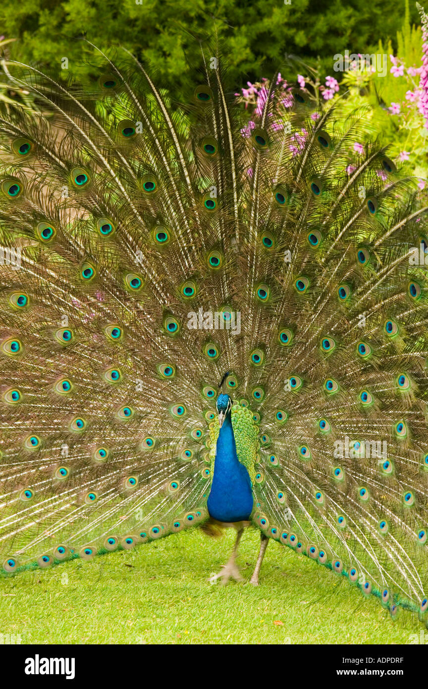 Showy face markings hi-res stock photography and images - Alamy