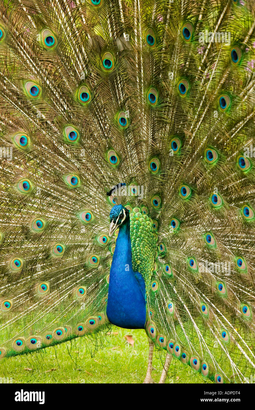 Showy face markings hi-res stock photography and images - Alamy