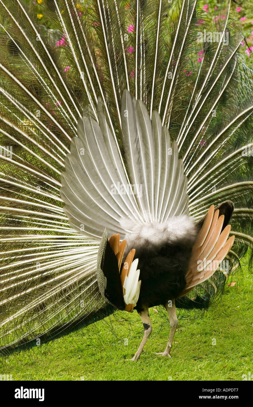 a peacock displaying in trevarno Gardens, Cornwall, UK Stock Photo - Alamy