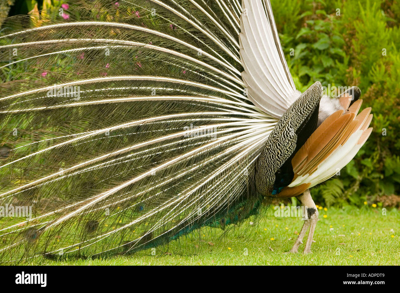 a peacock displaying in trevarno Gardens, Cornwall, UK Stock Photo - Alamy
