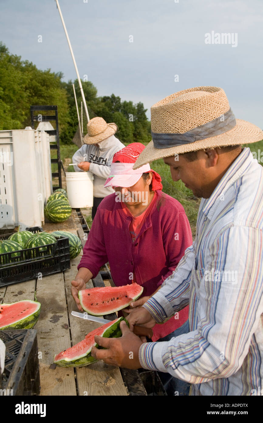 Watermelon Harvest Stock Photos & Watermelon Harvest Stock Images - Alamy
