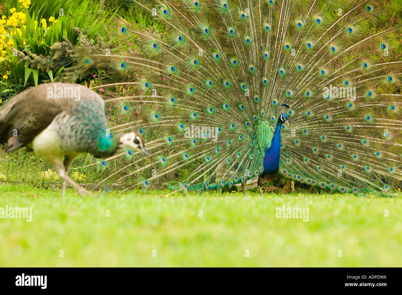 a peacock displaying in trevarno Gardens, Cornwall, UK Stock Photo - Alamy