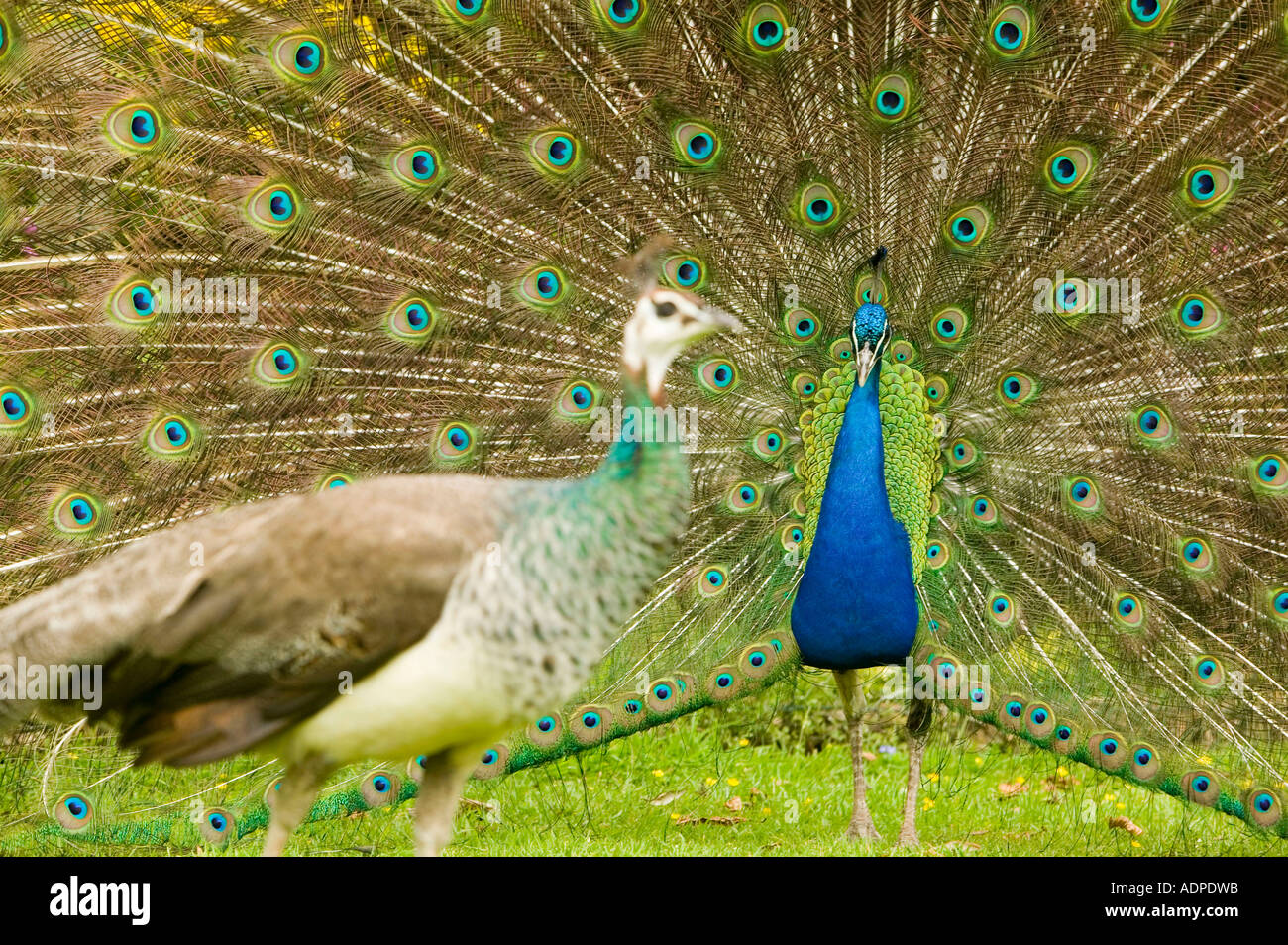 a peacock displaying in trevarno Gardens, Cornwall, UK Stock Photo - Alamy