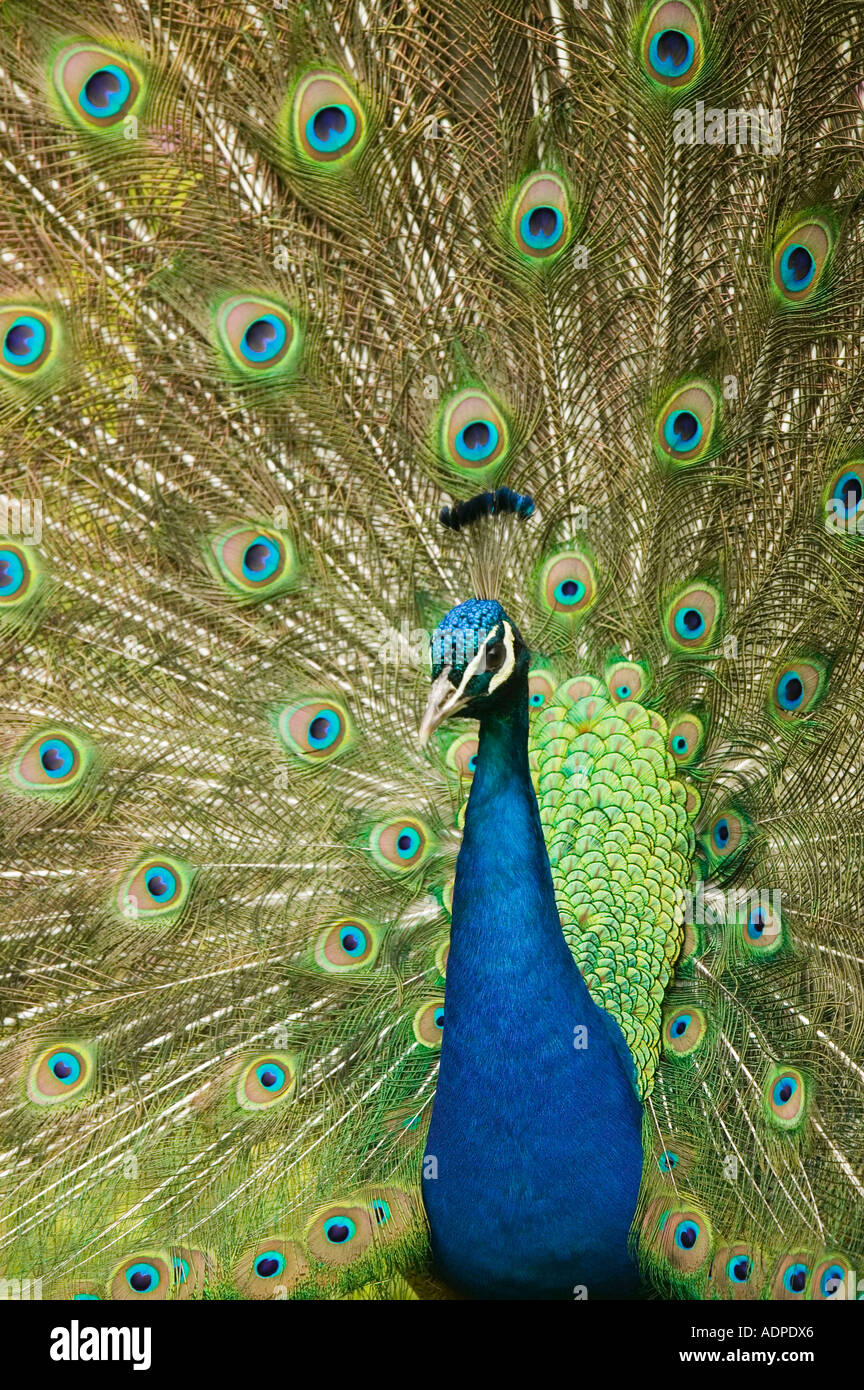 a peacock displaying in trevarno Gardens, Cornwall, UK Stock Photo - Alamy