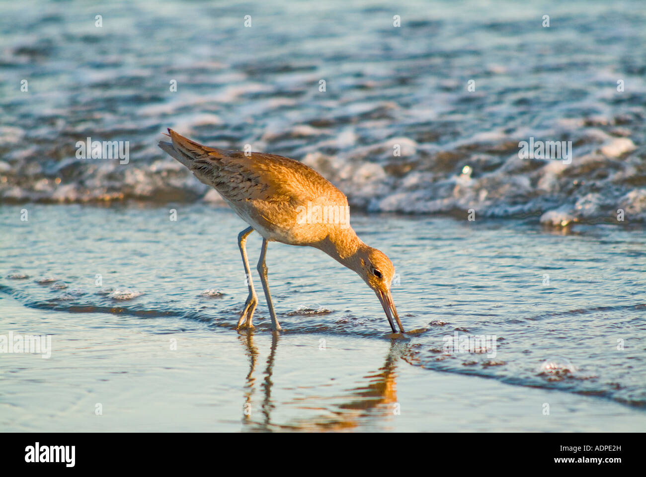 Sandpiper feeding at ocean shoreline Stock Photo - Alamy