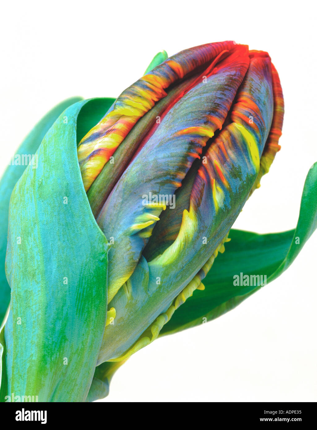 tulip bloom study Stock Photo - Alamy