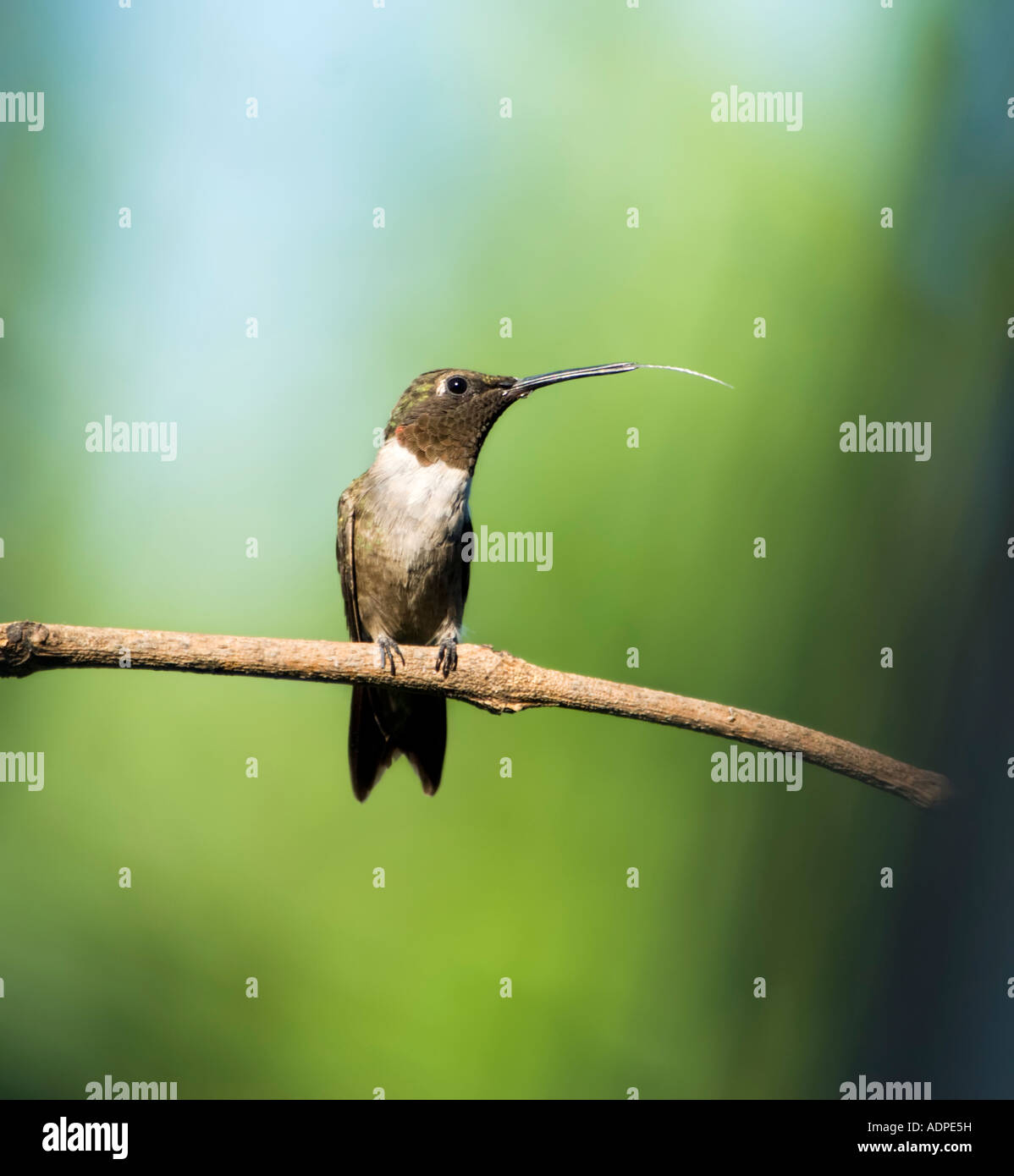 Archilochus colubrus hi-res stock photography and images - Alamy