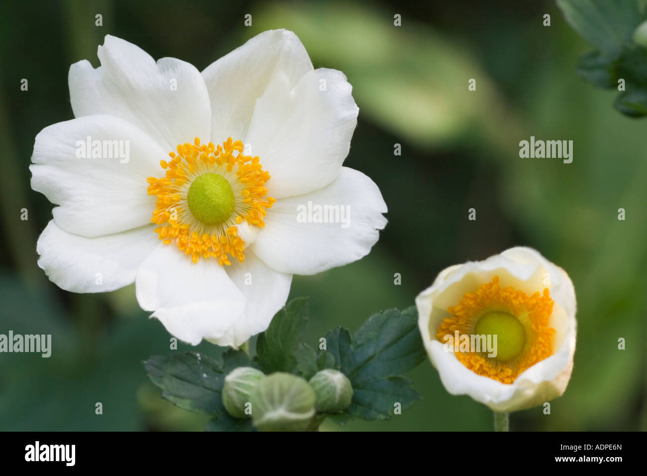 White anemone flower and bud Stock Photo - Alamy