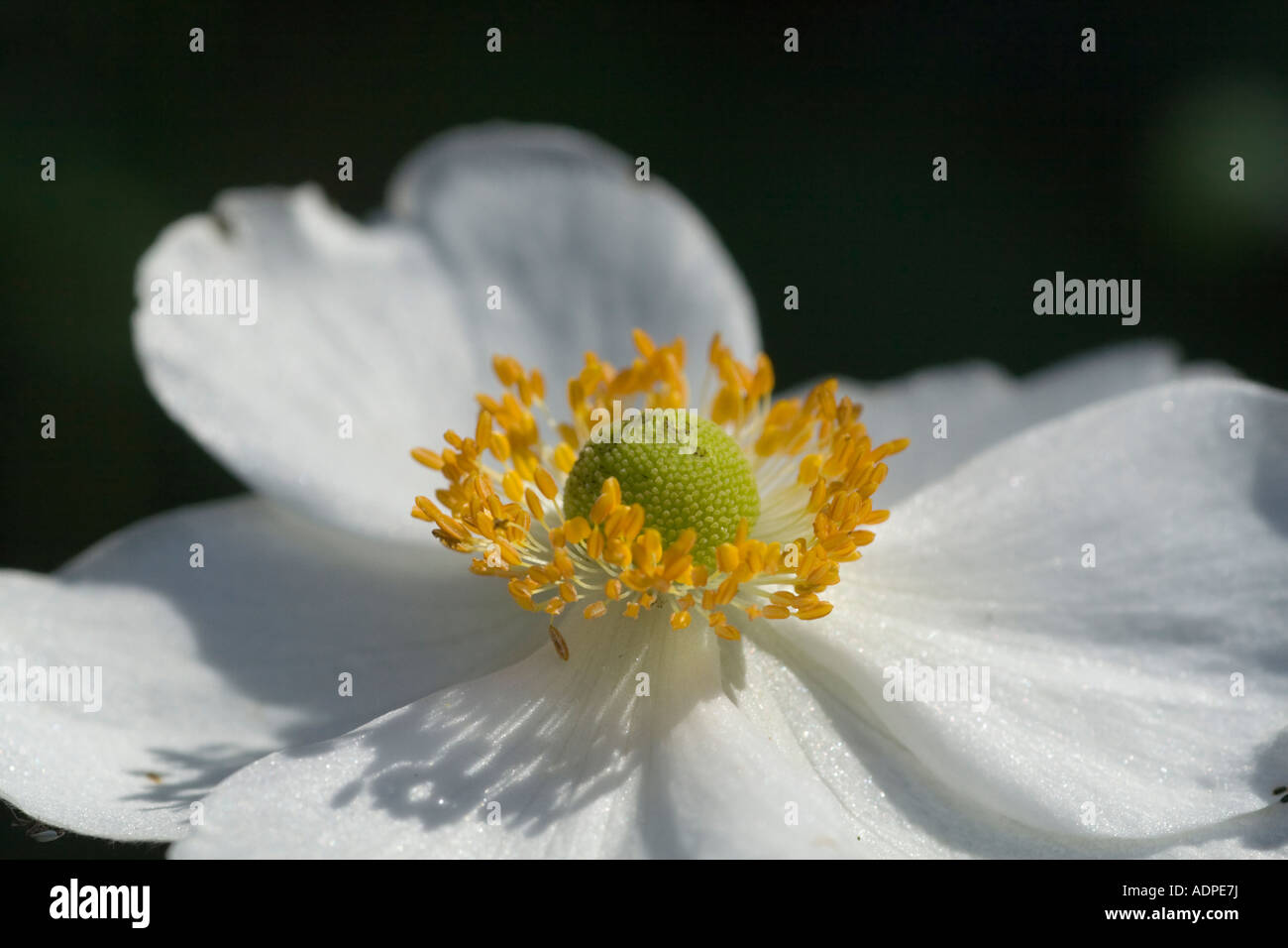 White anemone series 1 Stock Photo - Alamy