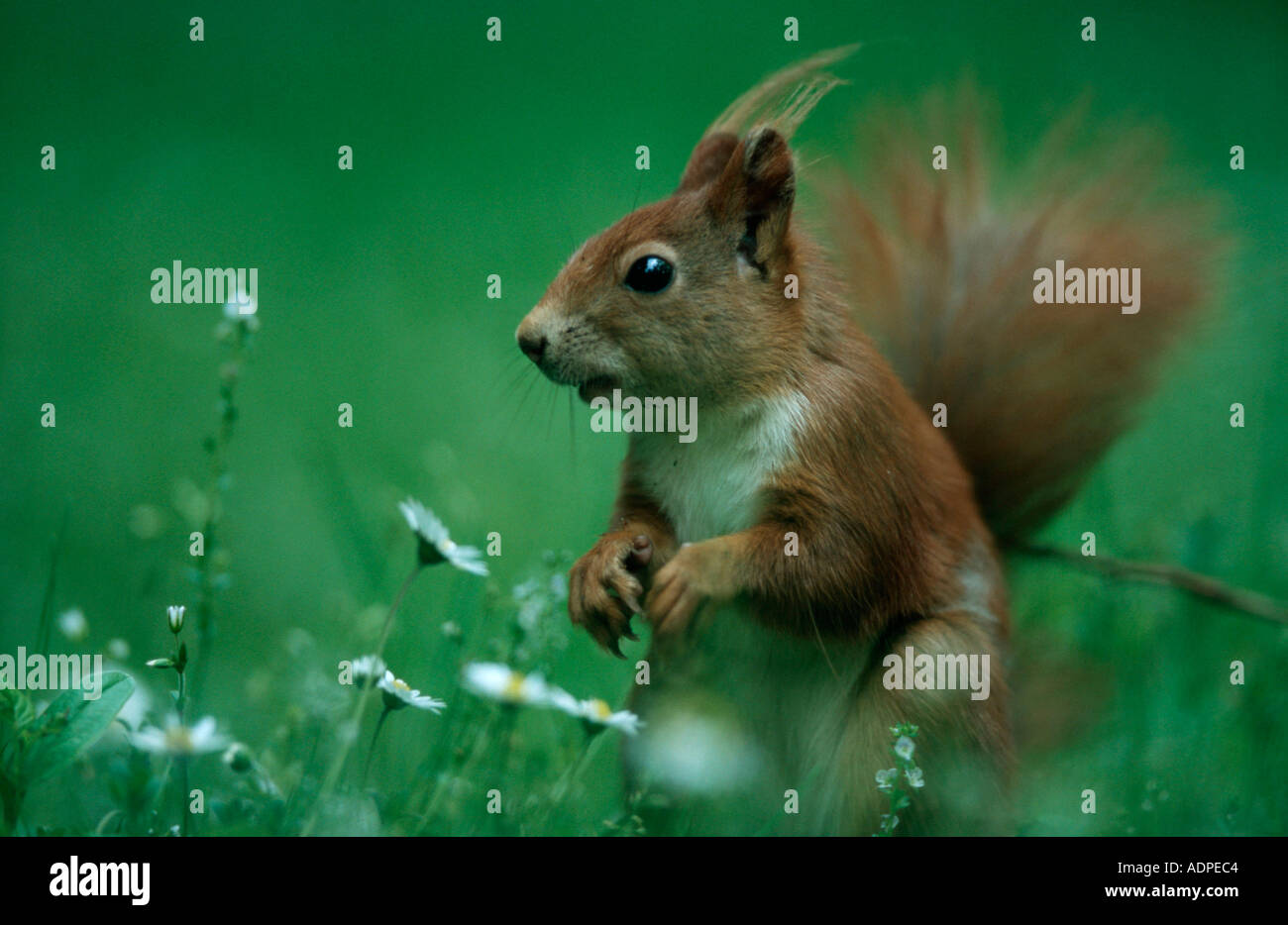 Red Squirrel Germany Sciurus vulgaris Stock Photo - Alamy