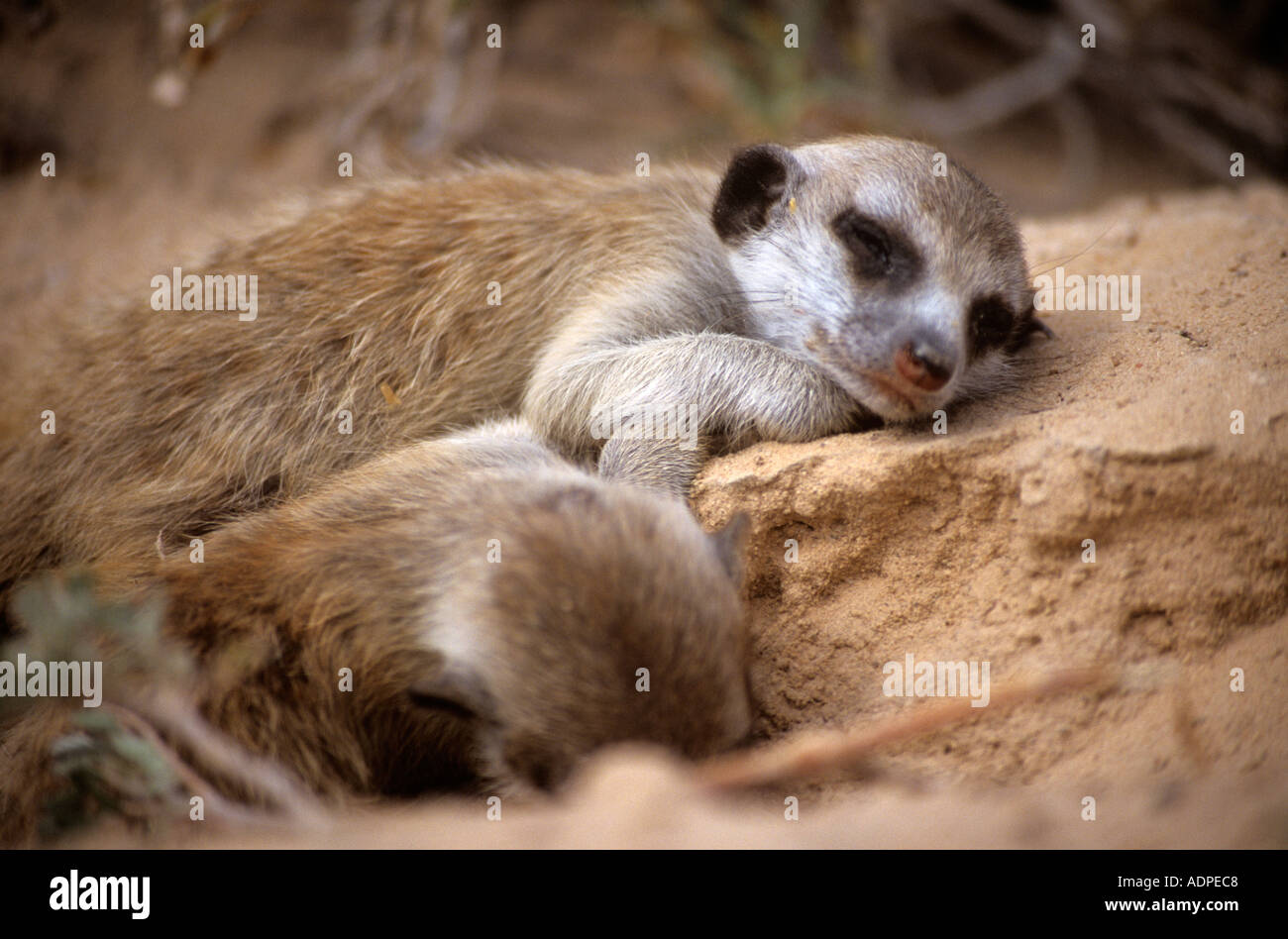 Sleeping meerkat pup (Suricata suricatta) at burrow, Northern Cape ...