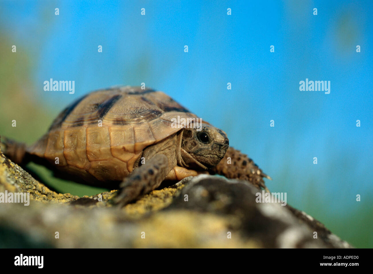 Spur thighed Tortoise Bulgaria Testudo graeca Stock Photo - Alamy