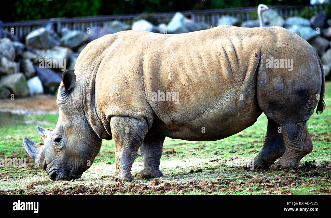 Adult male White Rhinoceros grazing Stock Photo - Alamy