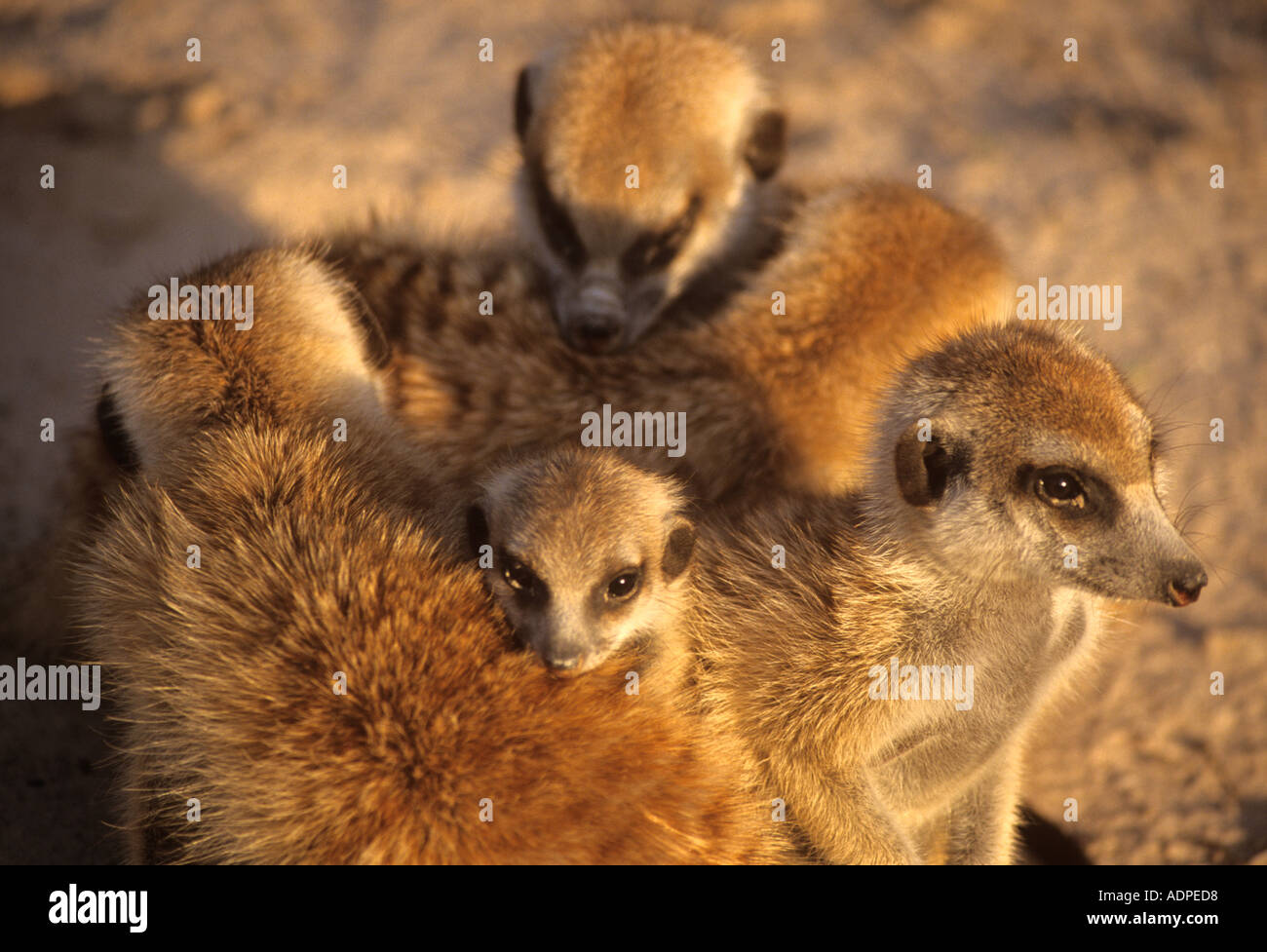 Meerkats huddling and grooming Kalahari Desert South Africa Stock Photo ...
