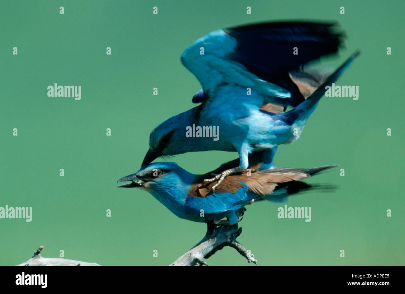 Coracias garrulus mating hi-res stock photography and images - Alamy