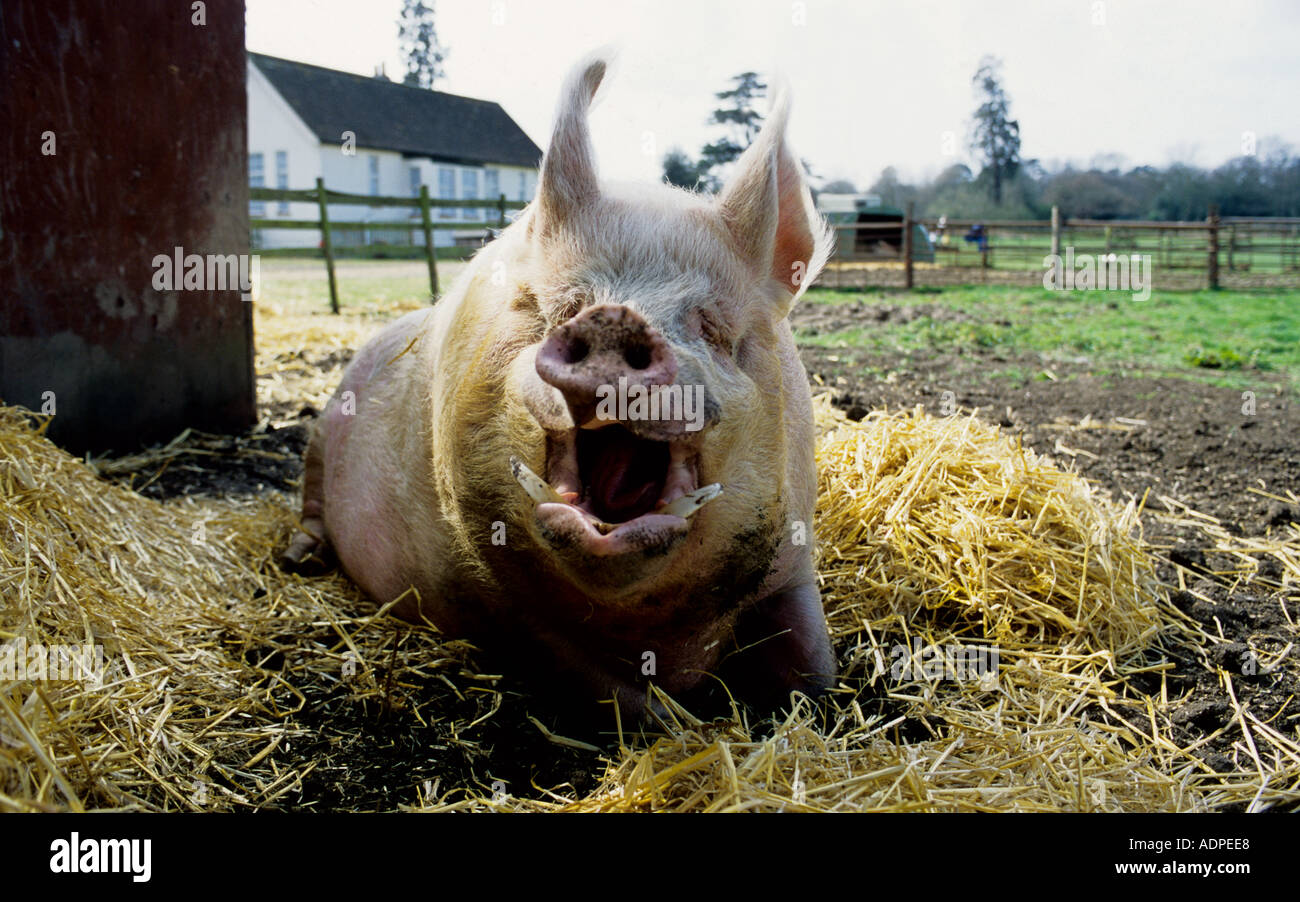 Pig tongue hi-res stock photography and images - Alamy