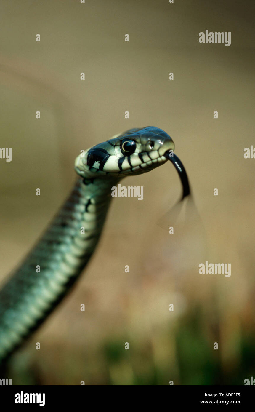 Grass Snake Berlin Germany Natrix natrix Stock Photo - Alamy