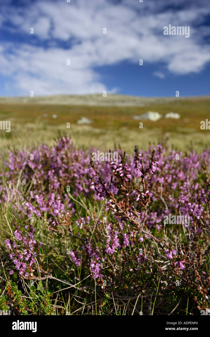 Heather in Sweden. This was taken at Fulufjället, Dalarna Stock Photo ...