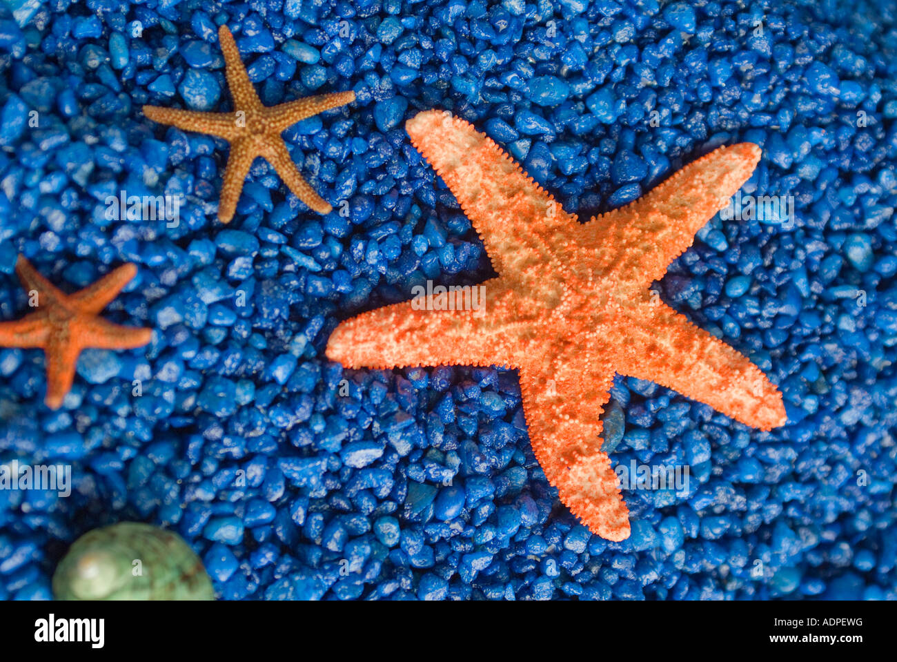 Why Are Starfish Brightly Colored