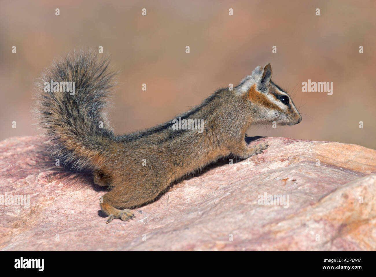 Cliff Chipmunk Eutamias dorsalis Portal Chiricahua Mountains Cochise ...