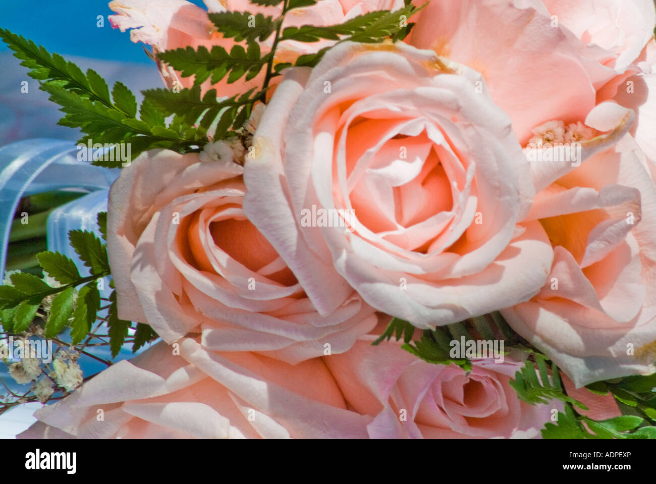 Pink Cluster Roses at Patrick Purcell blog