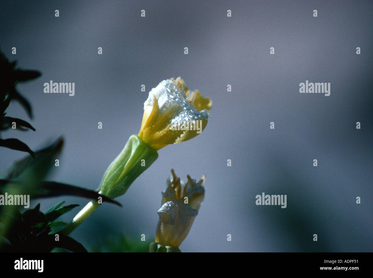 Evening Primrose flower buds Stock Photo - Alamy