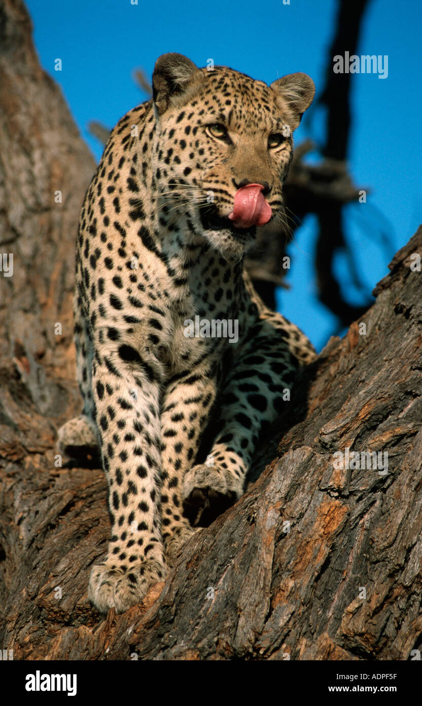 Leopard Namibia Panthera pardus Afrika africa animals Saeugetiere ...