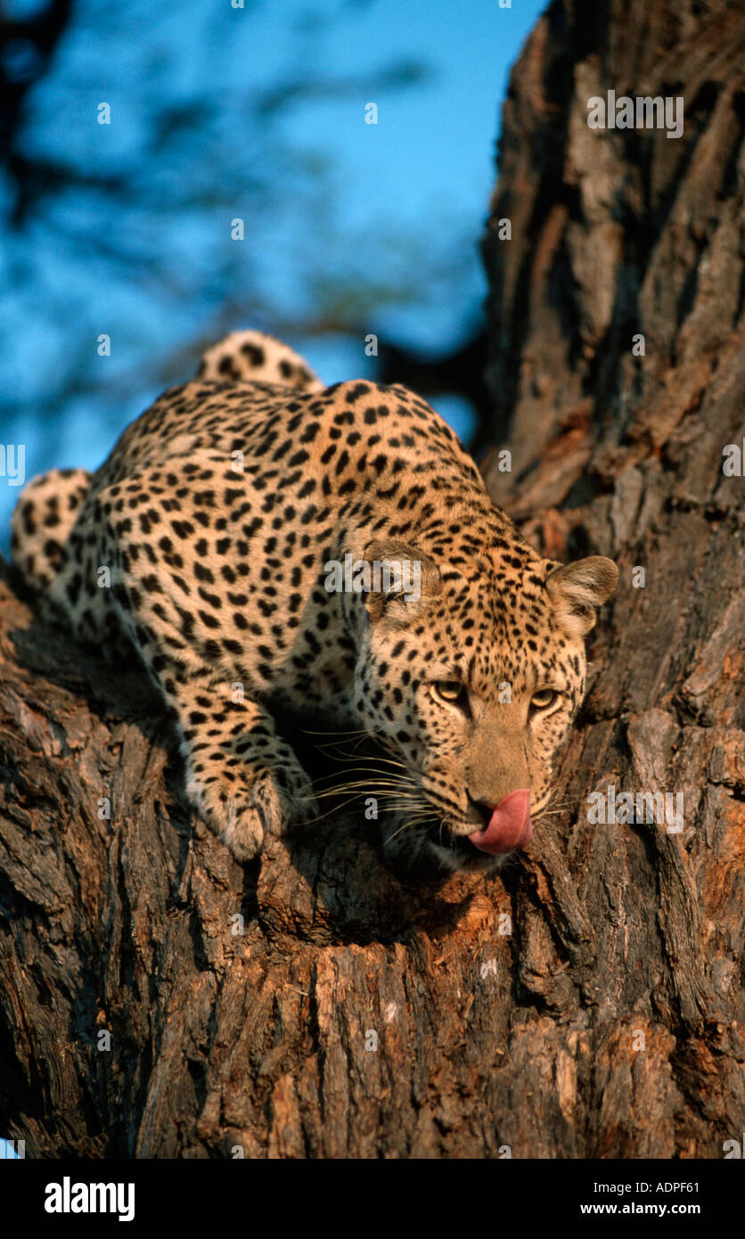 Leopard Namibia Panthera pardus Afrika africa animals Saeugetiere ...