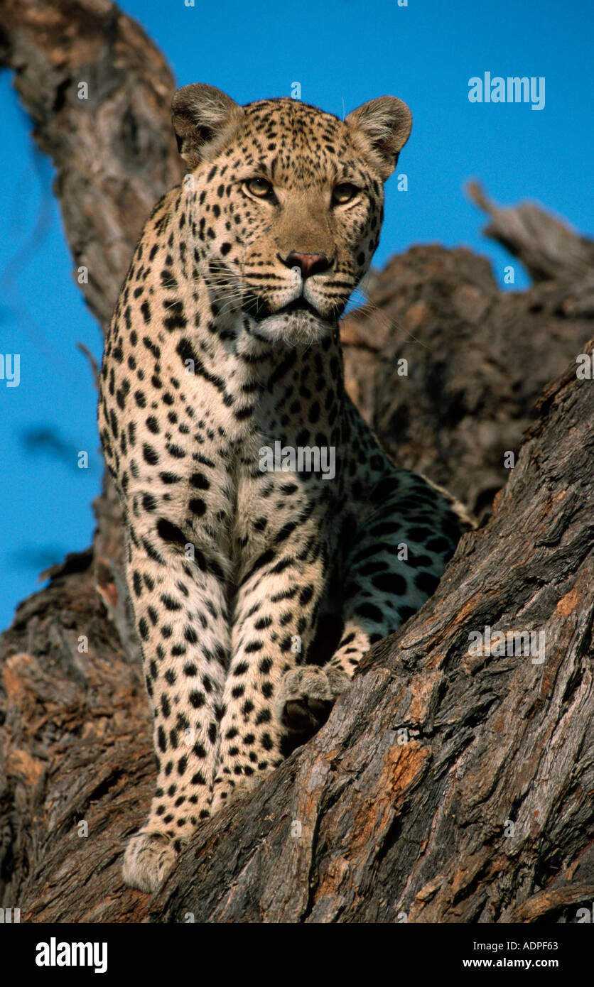 Leopard Namibia Panthera pardus Afrika africa animals Saeugetiere ...