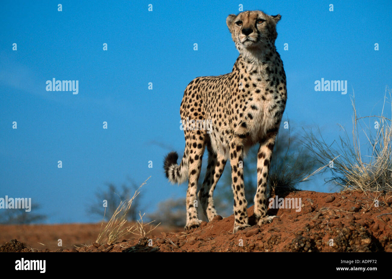 Cheetah Namibia Acinonyx jubatus Gepard Namibia Afrika africa ...