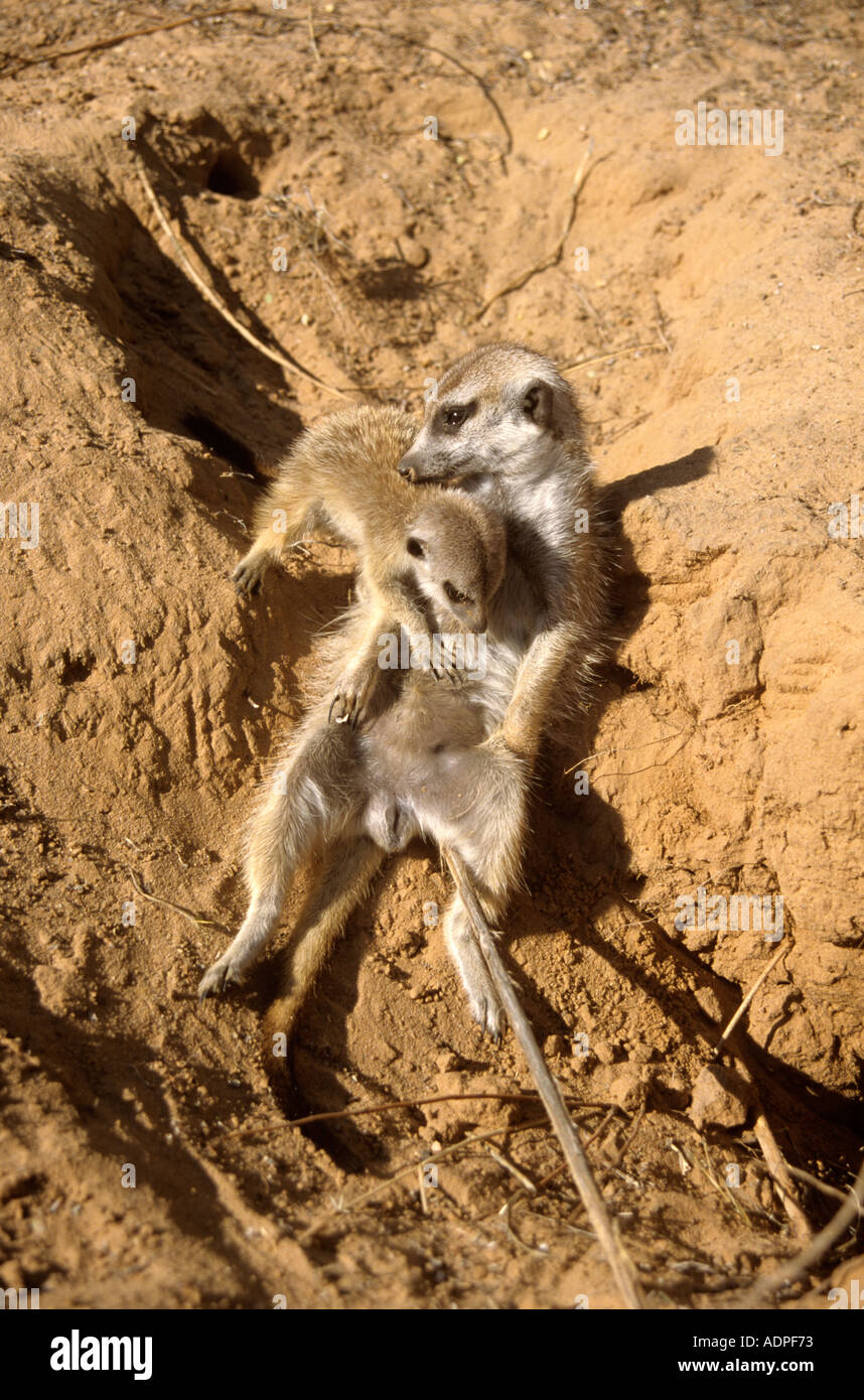 Meerkat suricata suricatta adult male hi-res stock photography and ...